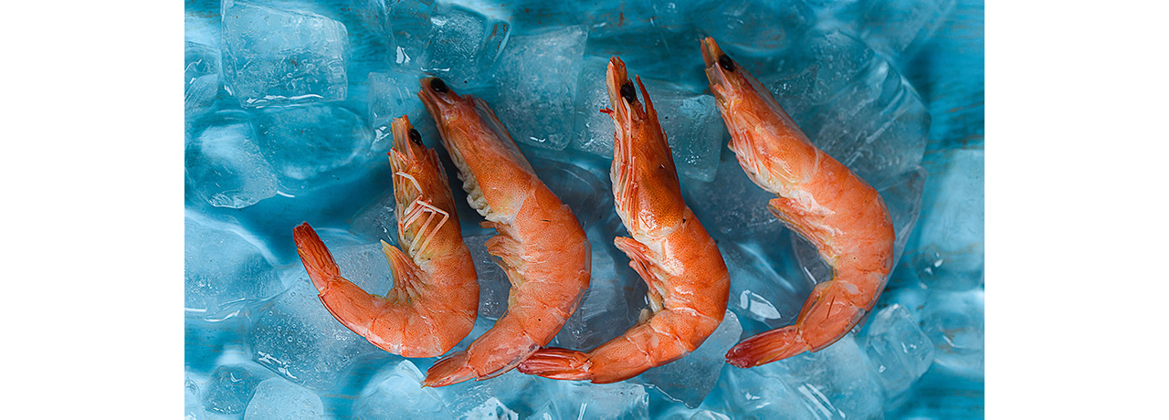 Criação de camarão e peixe exige cuidado com a água - Tratáguas
